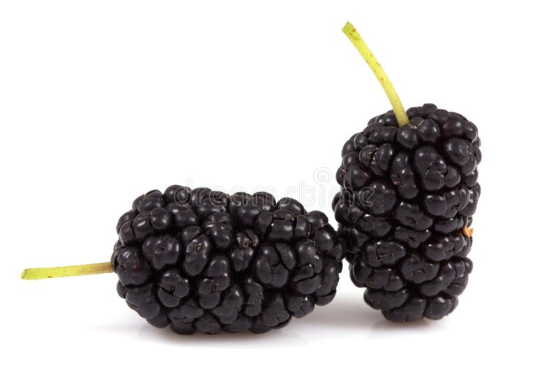 Mulberry isolated stock photo. Image of fresh, food, eating - 10236816