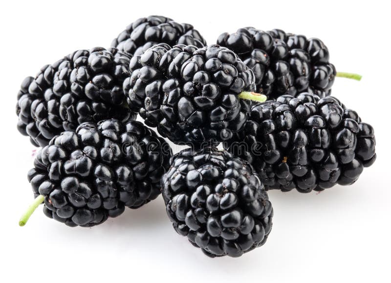 Mulberry isolated. stock image. Image of closeup, purple - 34667443