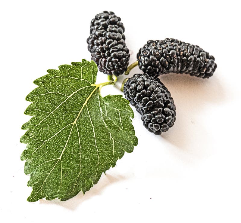 Mulberry isolated on white stock photo. Image of close - 384367836