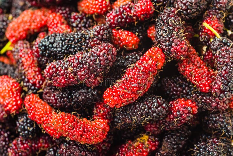Mulberry isolated stock image. Image of dessert, blackberry - 91575083