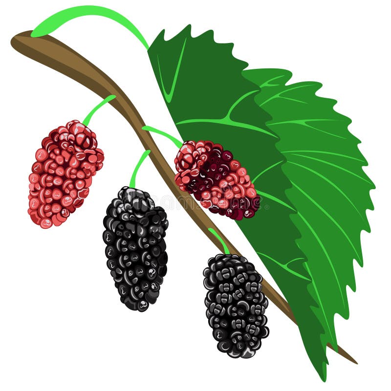 Mulberry Isolated Stock Illustrations – 1,379 Mulberry Isolated Stock ...