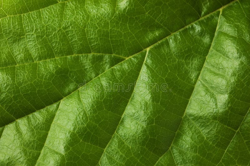 Mulberry Leaf stock photo. Image of fruit, light, fiber - 614634
