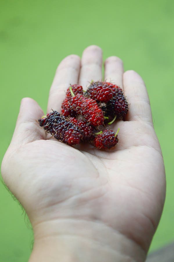 Mulberry on male hand stock image. Image of seed, vitamin - 79654803