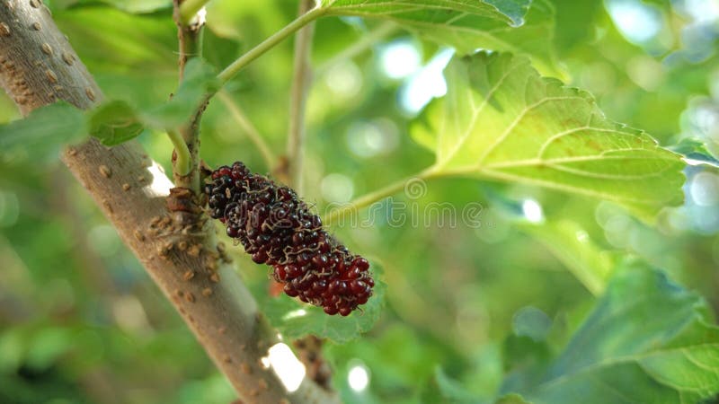 Árbol de mora foto de archivo. Imagen de verde, morada - 20017910