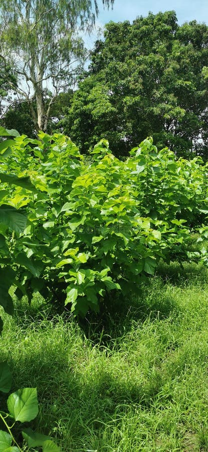 Mulberry stock photo. Image of rearing, sericulture - 253021494