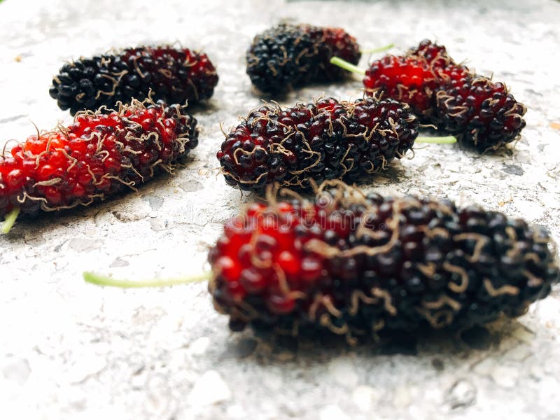 Mulberry stock image. Image of sweet, tree, garden, food - 145260715