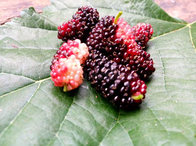 Mullberry stock image. Image of black, mullberry, sour - 248169751