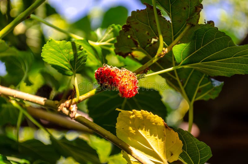 Mulberry Plant stock photo. Image of nutrition, farm - 145263298