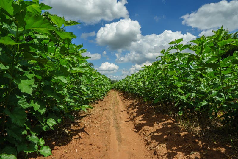 Mulberry plantation stock photo. Image of closeup, crop - 62450024
