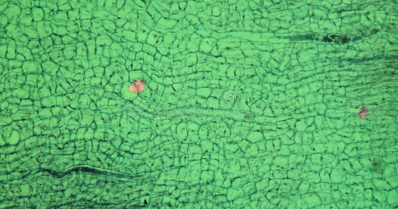 Mulberry Pulp Stock Footage & Videos - 45 Stock Videos