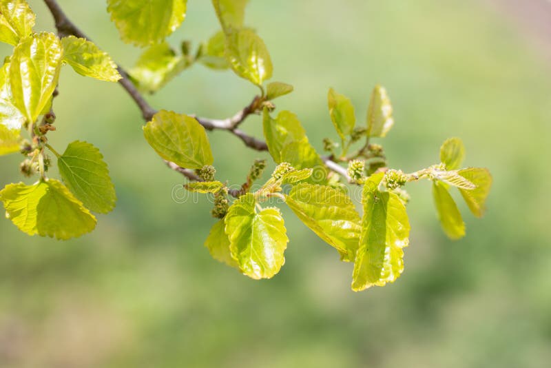 Mulberry Ripens on a Tree Branch on a Spring Day, Blurred Soft ...