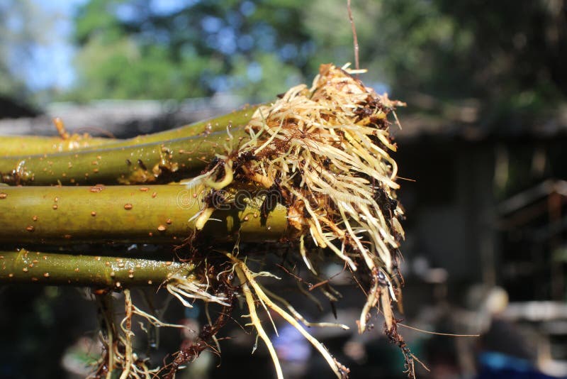 A Method To Get Root from Mulberry Branches. Stock Photo - Image of ...