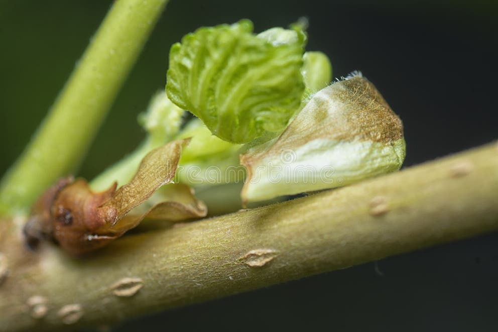 Mulberry Shoot Sprouting from the Stem. Stock Image - Image of herb ...