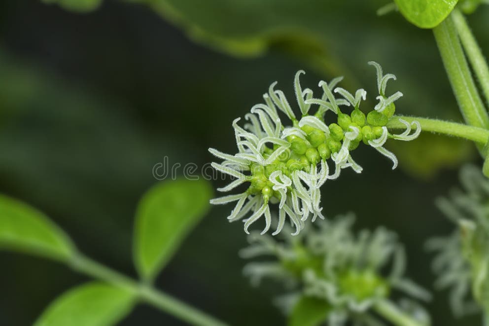 Mulberry Shoot Sprouting from the Stem. Stock Image - Image of growth ...