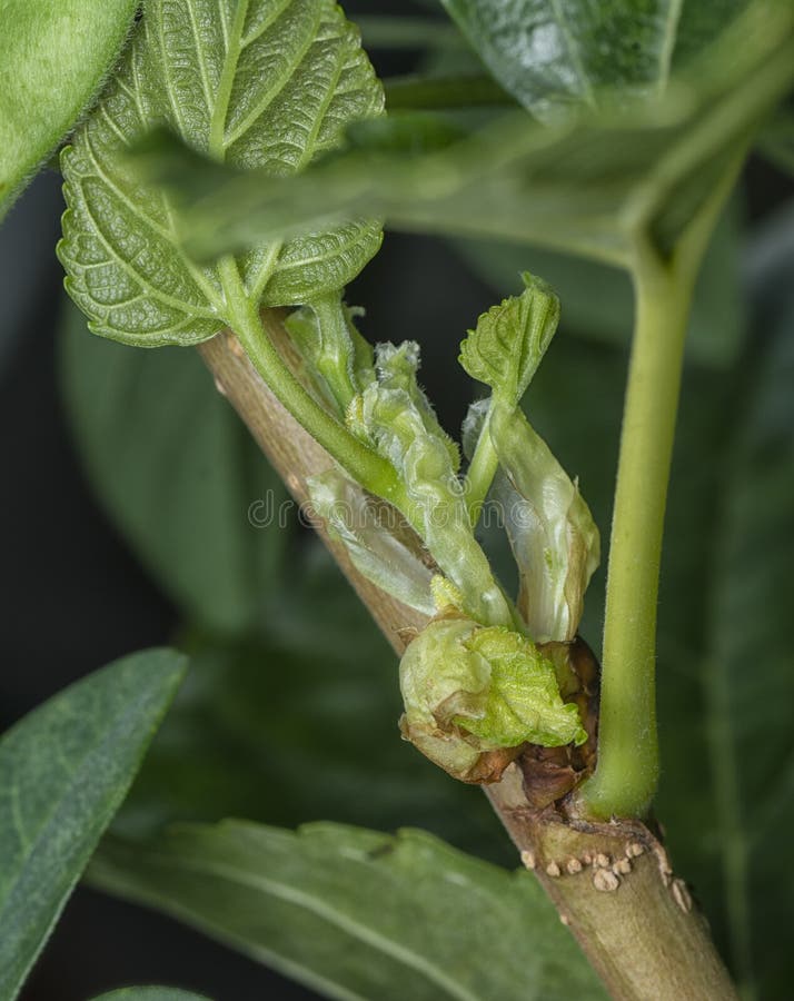 Mulberry Shoot Sprouting from the Stem. Stock Photo - Image of closeup ...