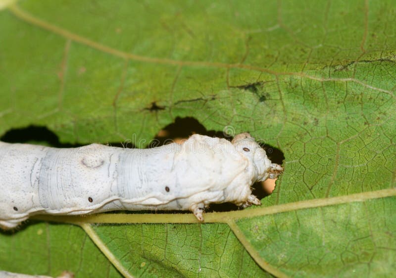 Mulberry silkworm stock photo. Image of interesting, bigger - 9040616