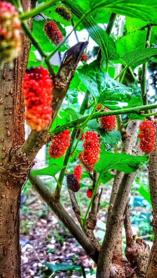 Mulberry stock image. Image of attractive, small, mulberry - 345858087