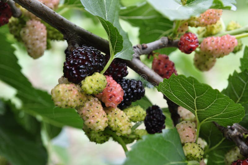 Mulberry Tree - Very Old Morus Nigra Stock Image - Image of mulberry ...