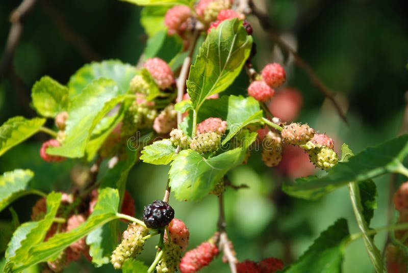 The Berries Of The Mulberry Tree Stock Image - Image of tree, delicate ...