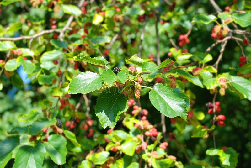 Mulberry tree with berries stock photo. Image of crop - 120444018