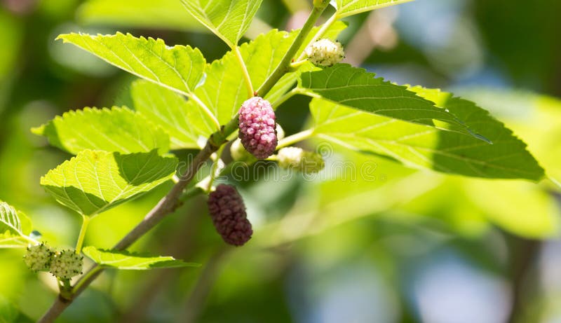 Mulberry on tree branches stock image. Image of purple - 105072795