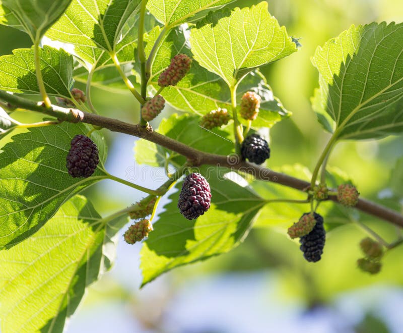 Mulberry on tree branches stock photo. Image of sweet - 111927872