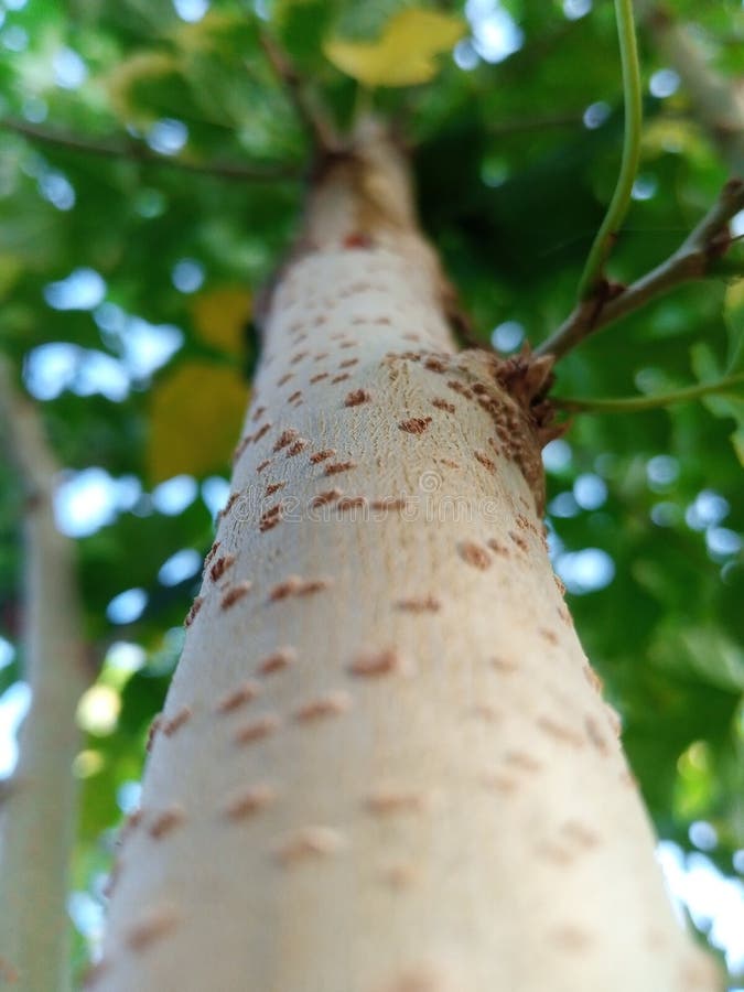 Mulberry Tree with Dotted Trunk Motif Stock Image - Image of trunk ...