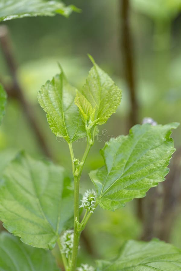 Green mulberry leaf stock image. Image of fresh, botanical - 147795701