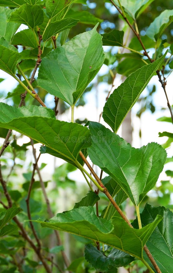Mulberry tree stock image. Image of food, spring, field - 85662865