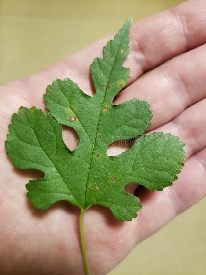 Mulberry tree leaf stock photo. Image of system, management - 127356704