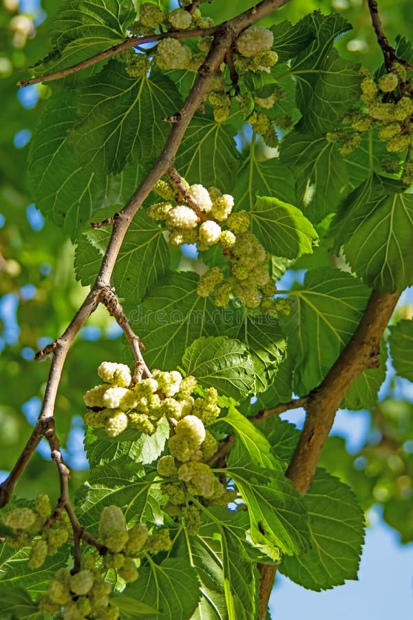 Mulberry Tree and Mulberries with Green Leaves Stock Photo - Image of ...