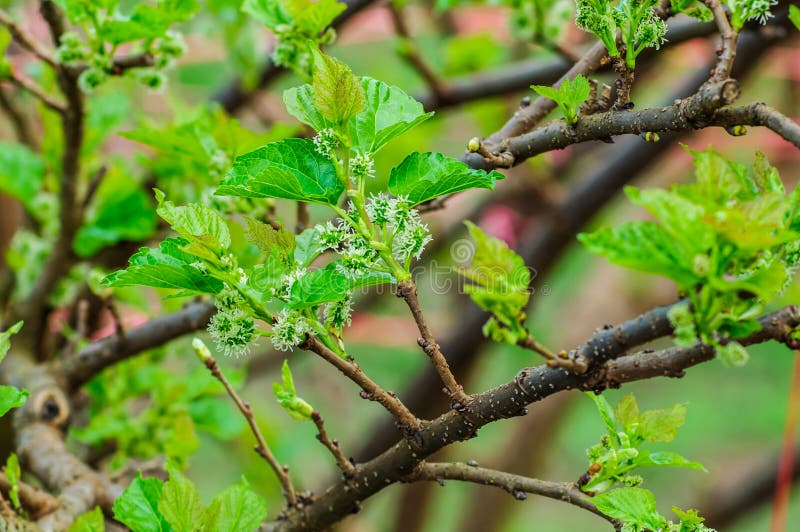 565 Large Mulberry Tree Stock Photos - Free & Royalty-Free Stock Photos ...
