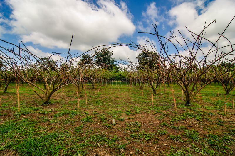 Mulberry Tree in Plantation Stock Photo - Image of black, green: 62172326