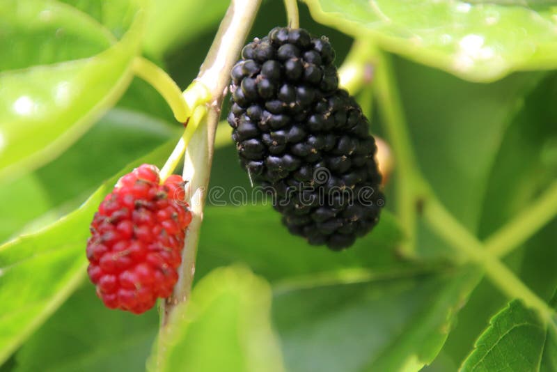 565 Large Mulberry Tree Stock Photos - Free & Royalty-Free Stock Photos ...