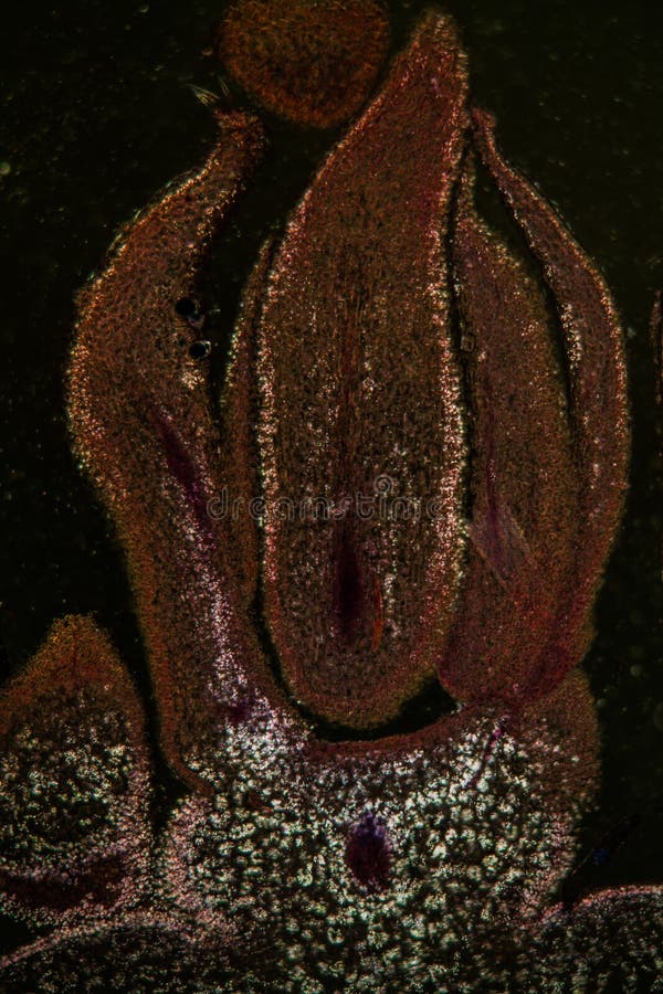 Mulberry tree root stock photo. Image of propagation - 196752962