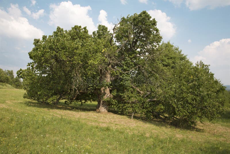 Mulberry Tree - Very Old Morus Nigra Stock Image - Image of mulberry ...
