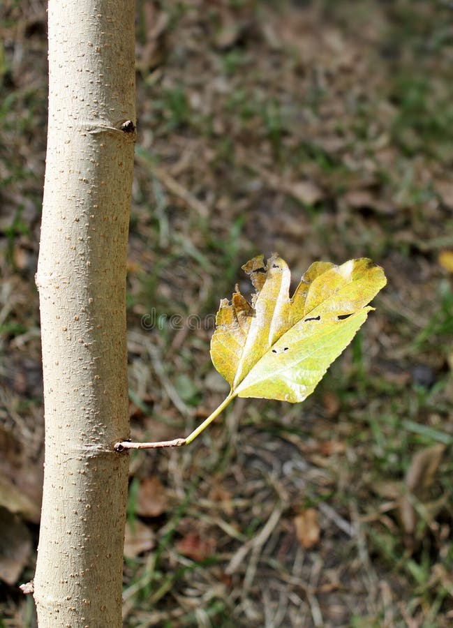One Yellow Leaf is Left on Tree Stock Image - Image of decoration ...