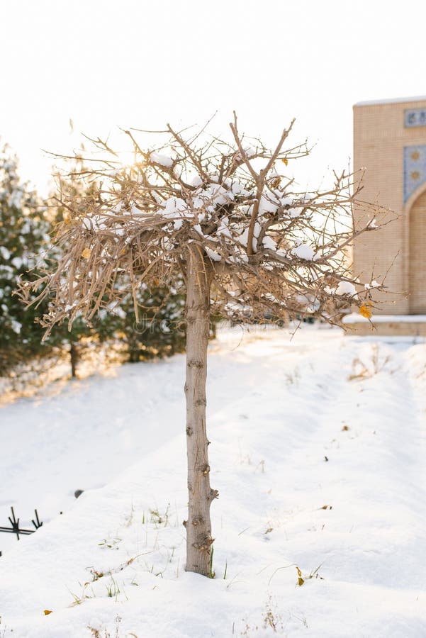 Mulberry Tree in Winter in Tashkent in Uzbekistan Stock Image - Image ...