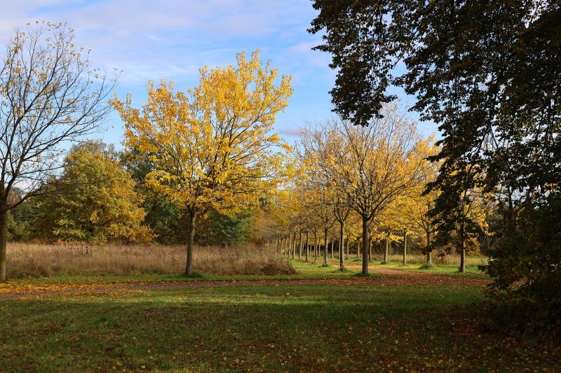 Mulberry Trees in a Berlin Park when the Weather is Nice, Germany Stock ...