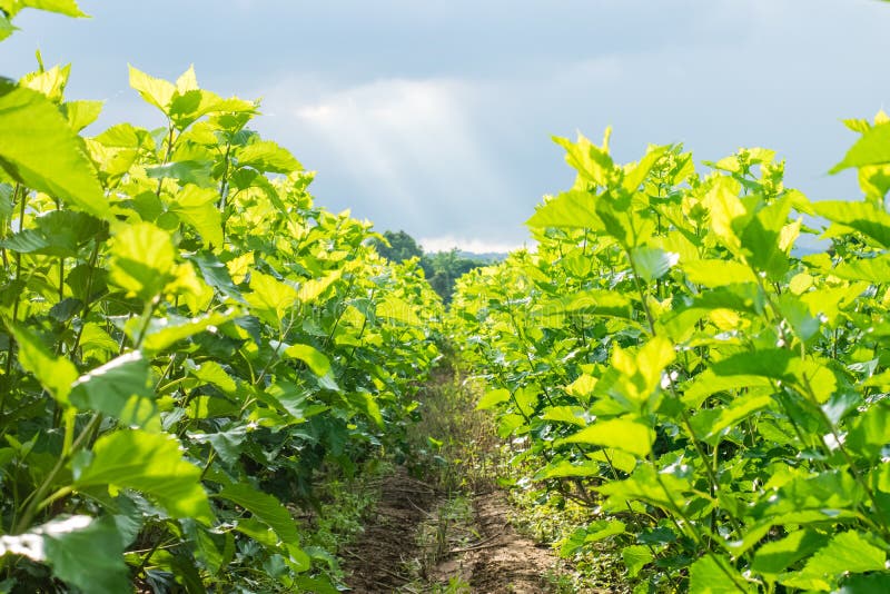 Mulberry trees field stock photo. Image of botany, black - 145358024