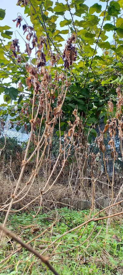 Mulberry Trees Seen from Below Stock Image - Image of nature, trees ...