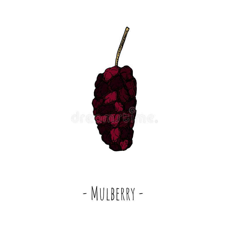 Mulberry Vector Drawing. Isolated Hand Drawn, Engraved Style ...