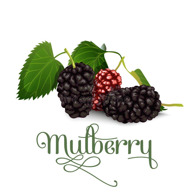 Mulberry vector stock vector. Illustration of berry, season - 32402782