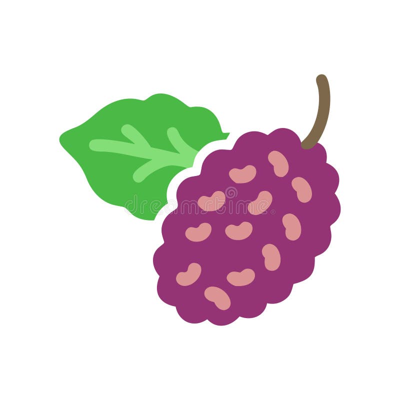 Mulberry Vector for Nutritious Dishes Stock Vector - Illustration of ...