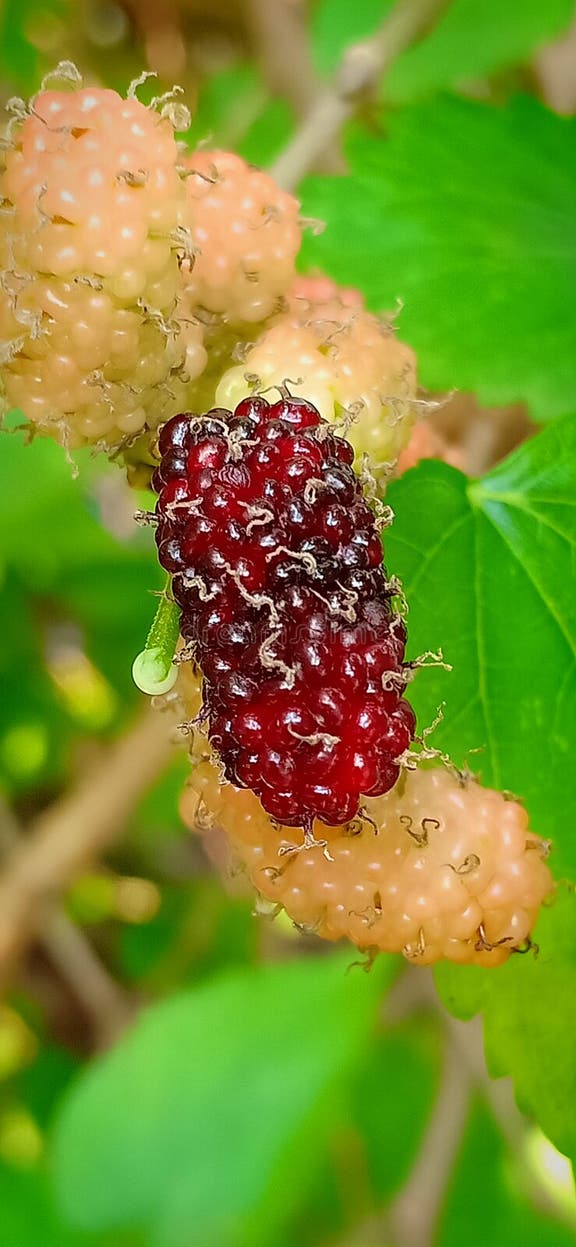 Mulberry stock photo. Image of furt, malbary, vary, kerala - 127957288