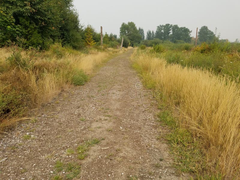 Trail or Path with Trees and Plants and Grasses Stock Image - Image of ...