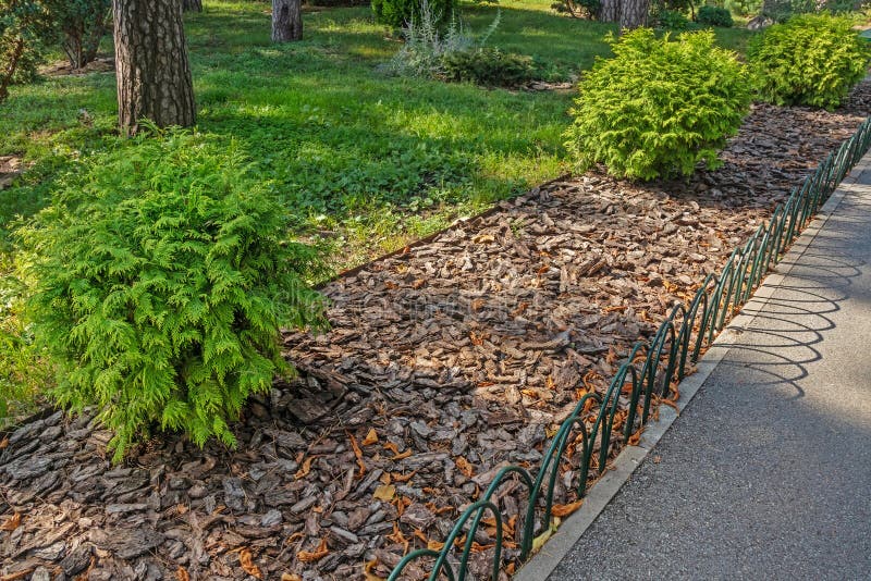 Mulching with Pine Bark Under Bushes Along a Path or Alley in a Garden ...