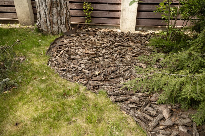 Mulching the Soil Surface with Tree Bark. Stock Photo - Image of ...