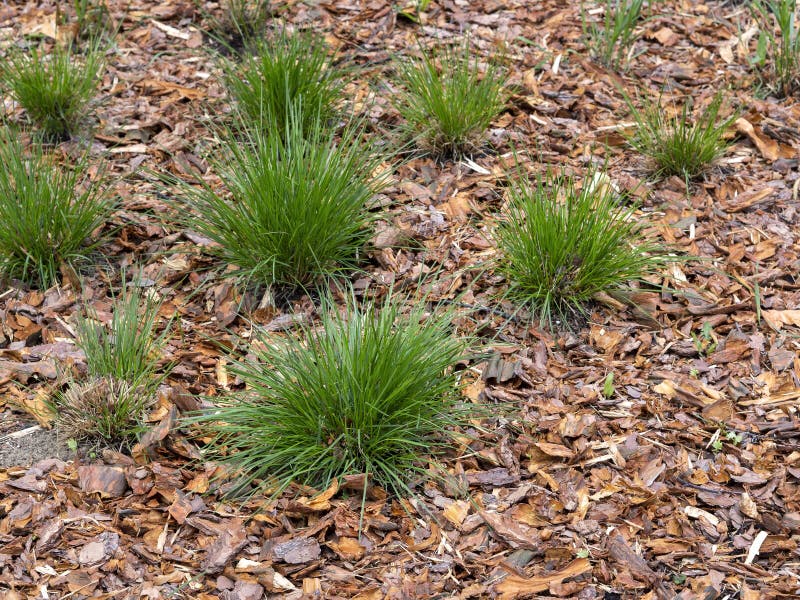 Mulching the Soil Surface with Tree Bark. Ornamental Grass Grows in ...