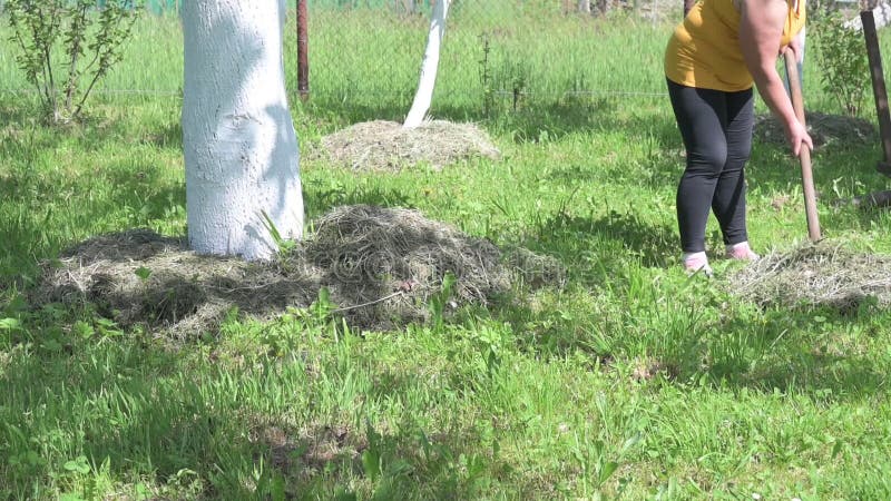 Mulching of Trees with the Help of Grass. Stock Video - Video of ...